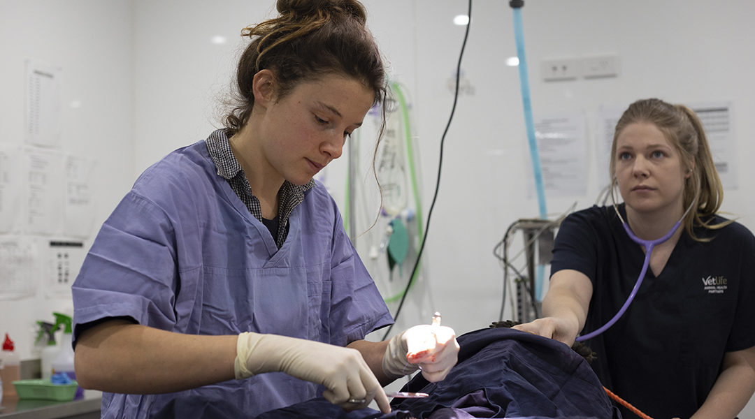 Temuka vet services for pets, farm and lifestyle block animals.