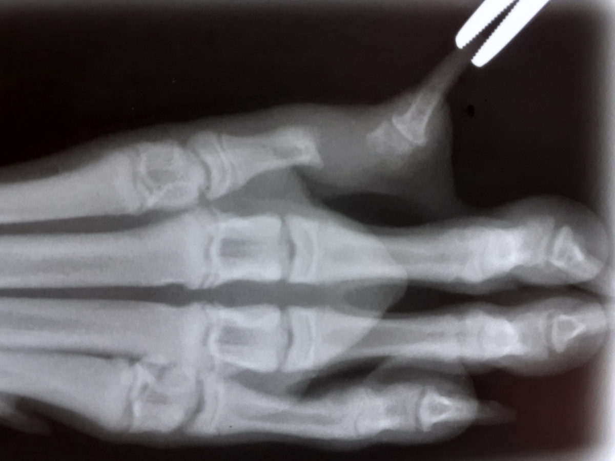 Greyhound Hemimelia Case Study - Vetlife