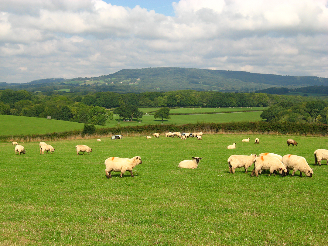 Reducing drench inputs on farm - Vetlife
