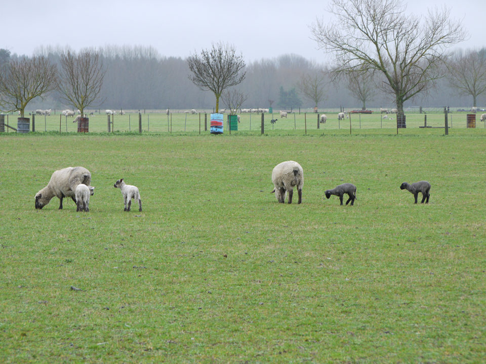 Understanding lamb losses - Vetlife