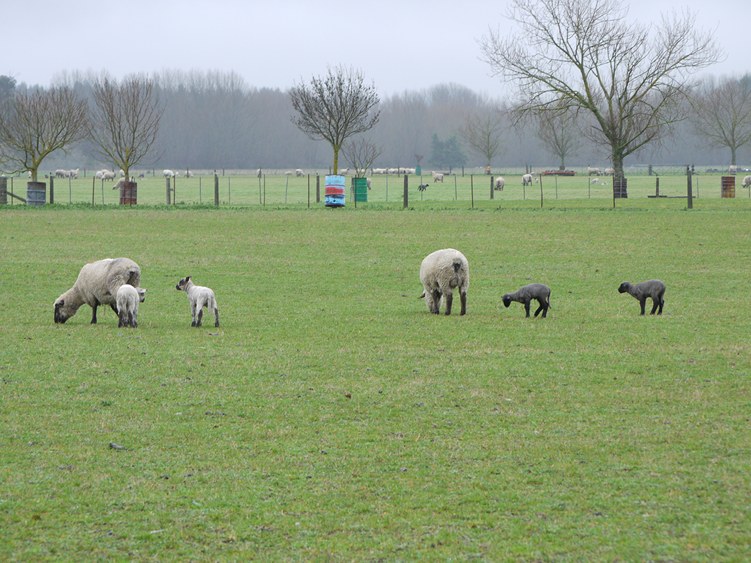 Understanding lamb losses - Vetlife