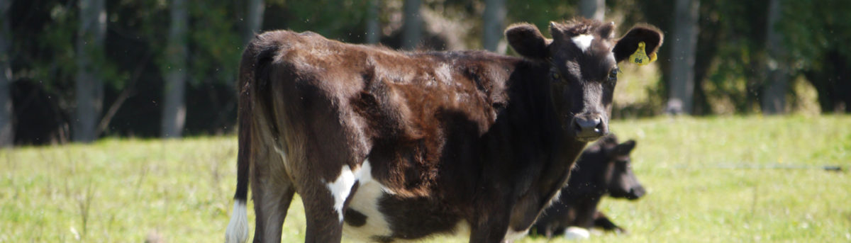 Scouring calves - Vetlife