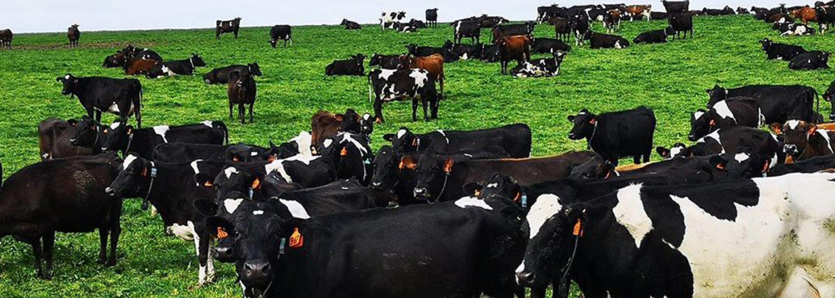 Heifer Synchrony Programmes - Vetlife