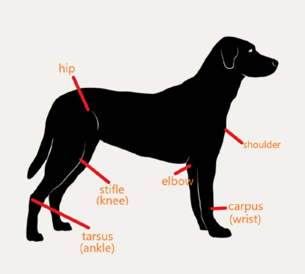 TeamMate study published - Vetlife