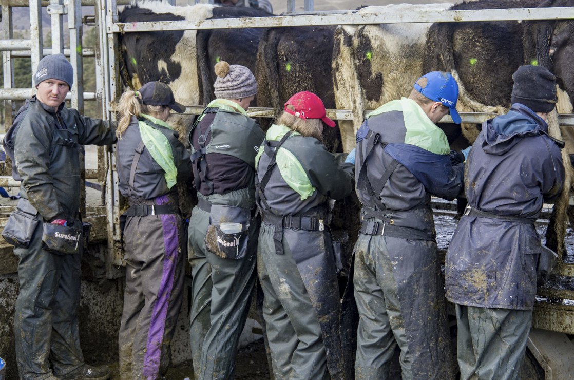 Dry Cow Therapy decisions for 2021 - Vetlife