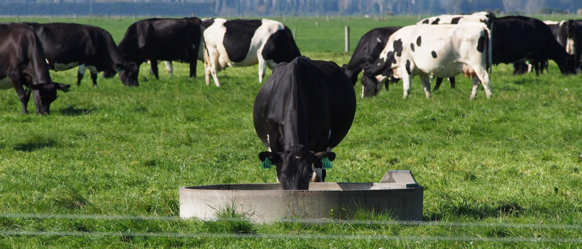 BVD – the scourge disease of all NZ cattle diseases - Vetlife