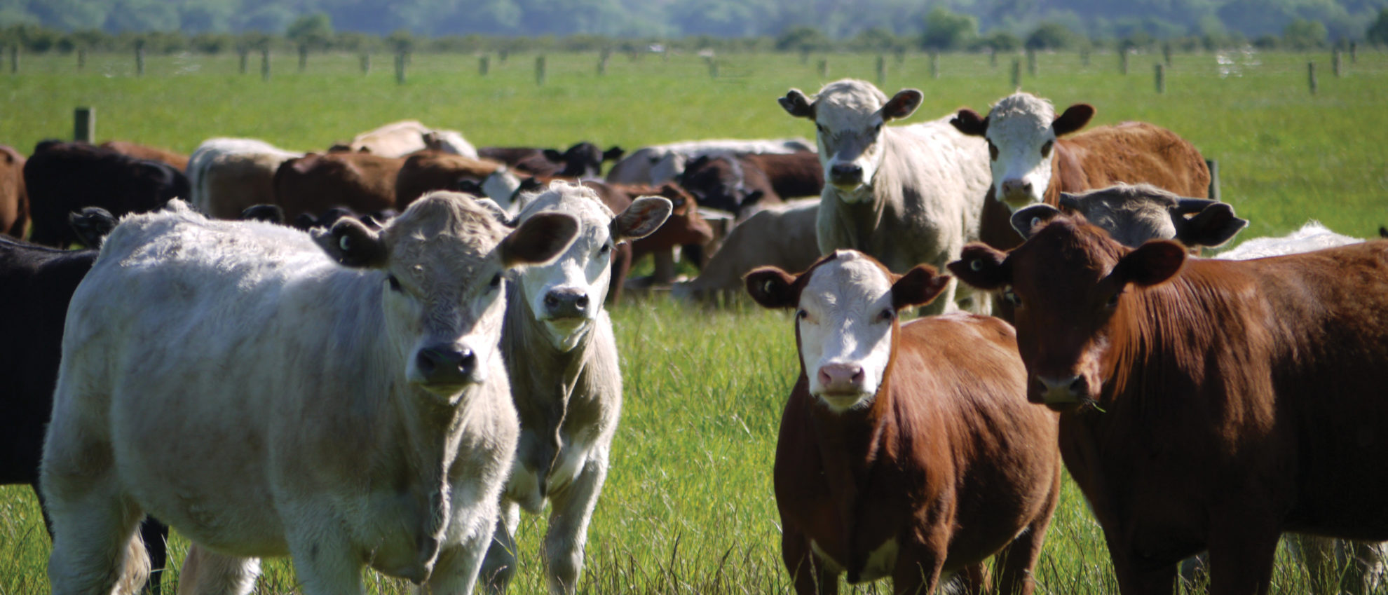M. bovis testing in beef cows - Vetlife
