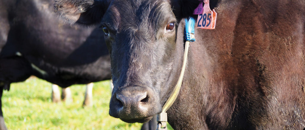 Animal Monitoring - the game changer - Vetlife