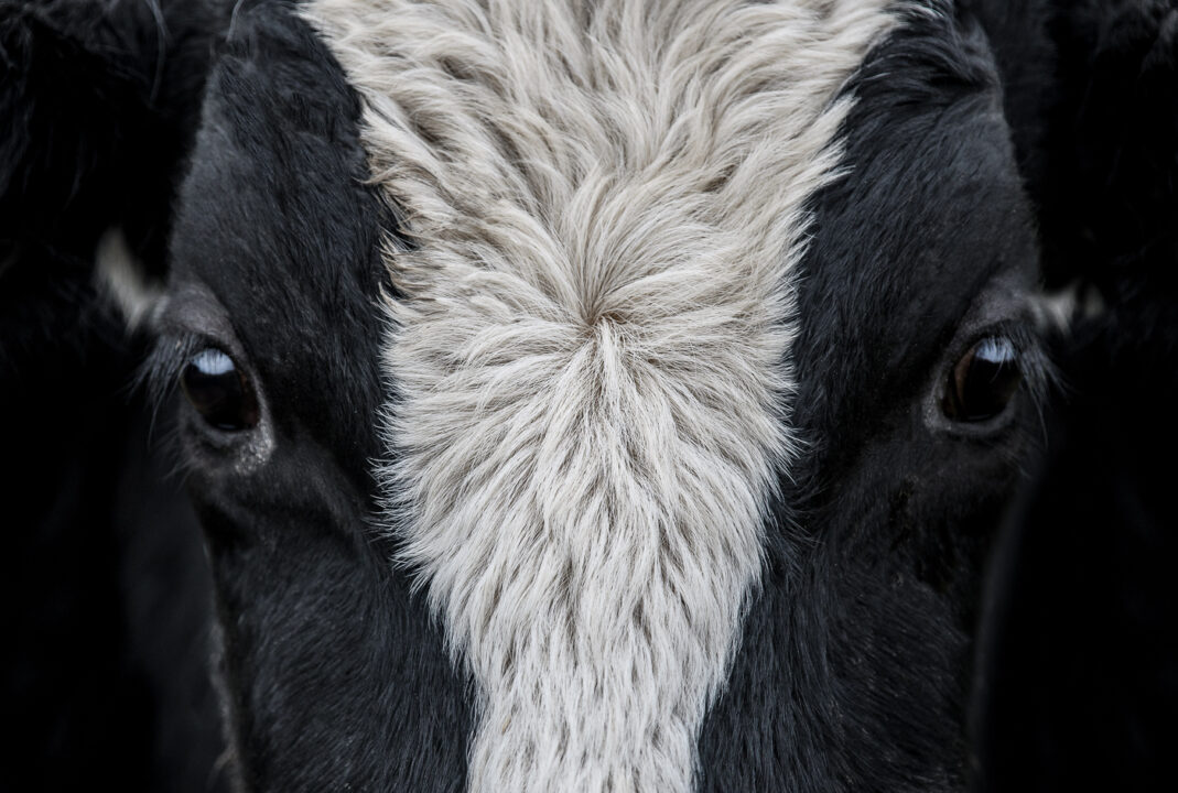 Pink Eye in Cattle - Vetlife