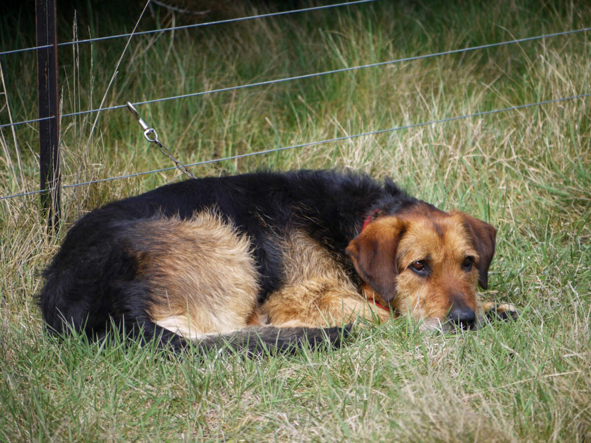 Winter Kennelling - Vetlife